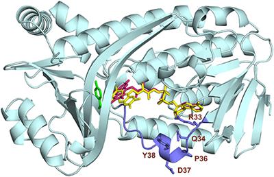 Frontiers | Pyridine Nucleotide Coenzyme Specificity of p ...