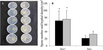 Frontiers | Acclimatization of Rhizophagus irregularis Enhances Zn ...