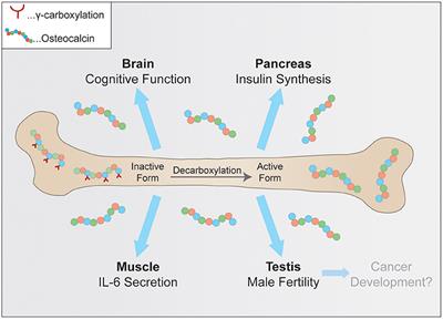 Frontiers | Osteocalcin—A Versatile Bone-Derived Hormone