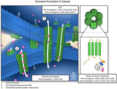 Gap Junction Diagram