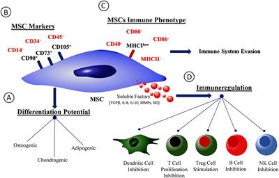 Frontiers | Mesenchymal Stromal Cell Secretome: Influencing Therapeutic ...