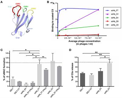 Frontiers | A Single-Domain Antibody Targeting Complement Component C5 ...