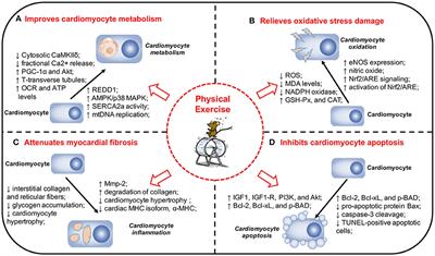 Frontiers | Physical Exercise and Its Protective Effects on Diabetic ...