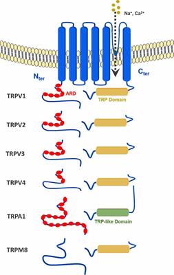 Frontiers | Cannabinoid Ligands Targeting TRP Channels