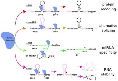 Frontiers | The Role of RNA Editing in Cancer Development and Metabolic ...