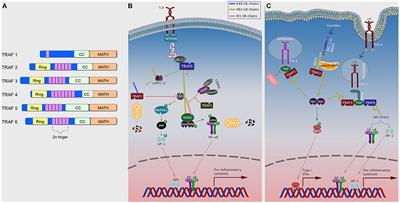Frontiers | The Evolving Role of TRAFs in Mediating Inflammatory Responses