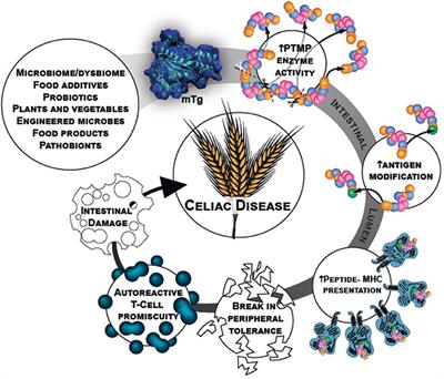 Frontiers | Microbial Transglutaminase Is Immunogenic and Potentially ...
