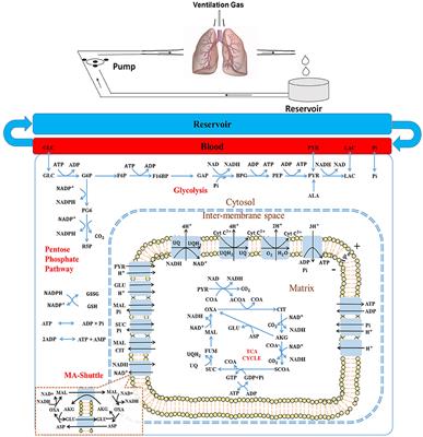 Frontiers | Integrated Computational Model of Lung Tissue Bioenergetics