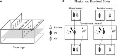 Frontiers | An Improved Model of Physical and Emotional Social Defeat ...