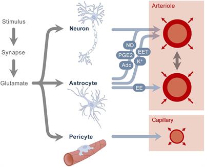 Frontiers | Measurement of Neurovascular Coupling in Neonates
