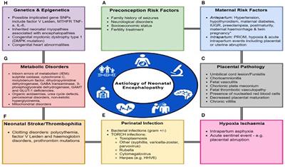 Frontiers | Neonatal Encephalopathy: Need for Recognition of Multiple ...