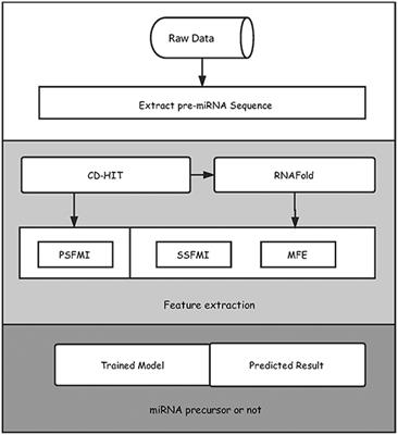 Frontiers | Improved Pre-miRNAs Identification Through Mutual ...