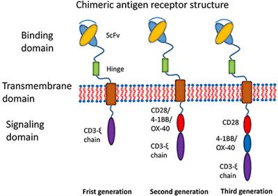 Frontiers | Building Potent Chimeric Antigen Receptor T Cells With ...