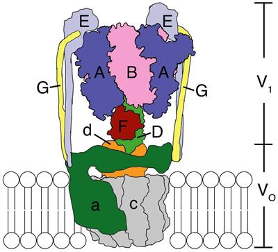 Frontiers | Rotational Mechanism Model of the Bacterial V1 Motor Based ...