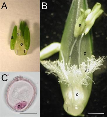 Frontiers | Stigma Functionality and Fertility Are Reduced by Heat and ...