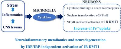 Frontiers | DMT1 Expression and Iron Levels at the Crossroads Between ...