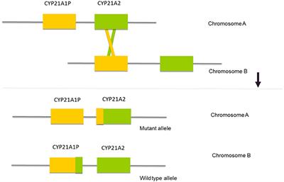 Frontiers | The Complexities in Genotyping of Congenital Adrenal ...