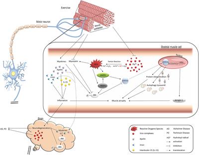 Frontiers | Iron Metabolism of the Skeletal Muscle and Neurodegeneration