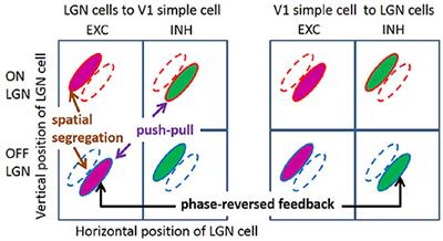 Frontiers | Toward a Biologically Plausible Model of LGN-V1 Pathways ...