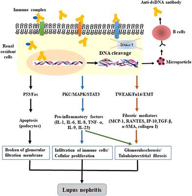 Frontiers | Anti-double Stranded DNA Antibodies: Origin, Pathogenicity ...