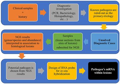 Frontiers | Next-Generation Sequencing Coupled With in situ ...