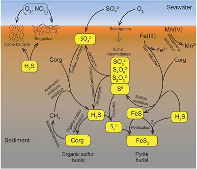 Frontiers | The Biogeochemical Sulfur Cycle of Marine Sediments