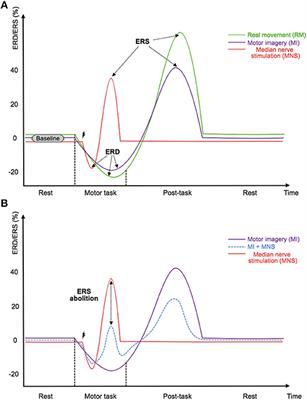 Frontiers | Median Nerve Stimulation Based BCI: A New Approach to ...