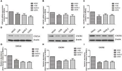 Frontiers | Activation of CXCL6/CXCR1/2 Axis Promotes the Growth and ...