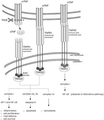 Frontiers | Anti-TNF Therapy in Spondyloarthritis and Related Diseases ...