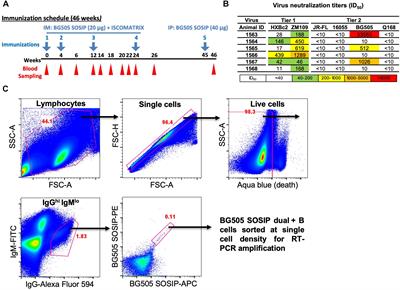 Frontiers | Antigen-Specific Single B Cell Sorting and Monoclonal ...