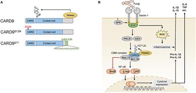 Frontiers | CARD9 Signaling in Intestinal Immune Homeostasis and ...