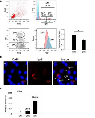 Frontiers | Effects of Cell Differentiation on the Phagocytic ...