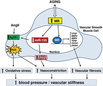 Frontiers | Role of Aldosterone and Mineralocorticoid Receptor in ...