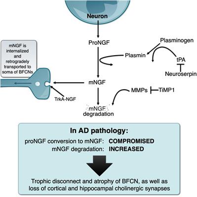 Frontiers | The Brain NGF Metabolic Pathway in Health and in Alzheimer ...
