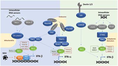 Frontiers | Regulating IRFs in IFN Driven Disease