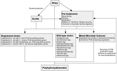 Frontiers | Prospects for the Use of Whey for Polyhydroxyalkanoate (PHA ...