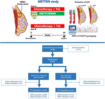 Frontiers | The C Allele of ATM rs11212617 Associates With Higher ...