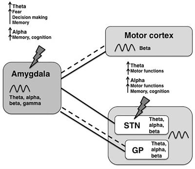 Frontiers | Beyond Emotions: Oscillations of the Amygdala and Their ...