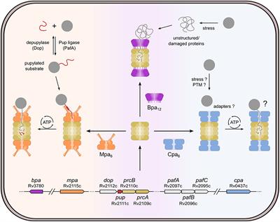Frontiers | The Bacterial Proteasome at the Core of Diverse Degradation ...