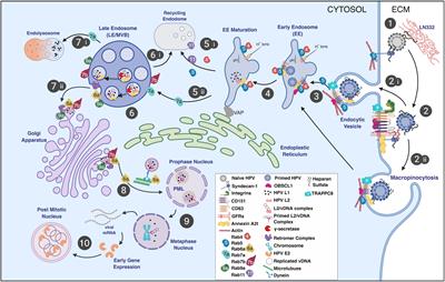 Frontiers | The Known and Potential Intersections of Rab-GTPases in ...