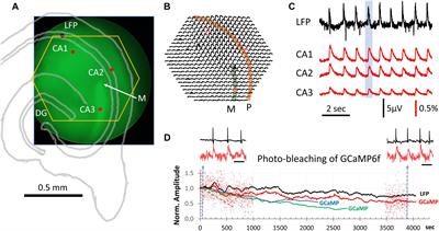 Frontiers | Measuring Sharp Waves and Oscillatory Population Activity ...