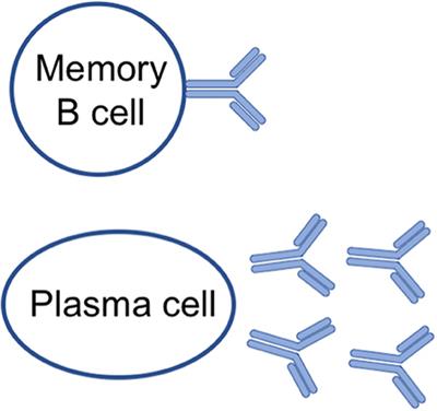 Plasma B Cells