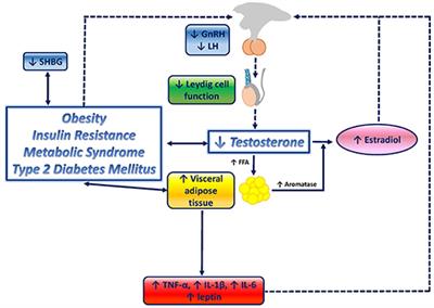 Frontiers | Metabolic Disorders and Male Hypogonadotropic Hypogonadism