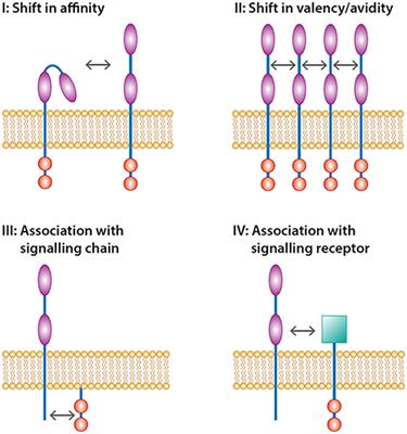 Frontiers | Inside-Out Control of Fc-Receptors