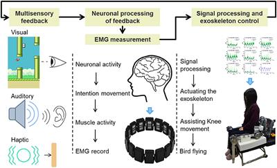 Frontiers | Development of an EMG-Controlled Knee Exoskeleton to Assist ...