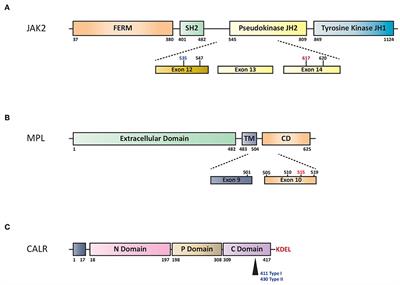 Frontiers | The Role of New Technologies in Myeloproliferative Neoplasms