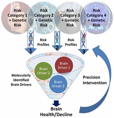 Frontiers | Precision Aging: Applying Precision Medicine to the Field ...