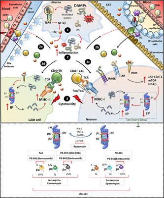 Frontiers | A Sentinel in the Crosstalk Between the Nervous and Immune ...