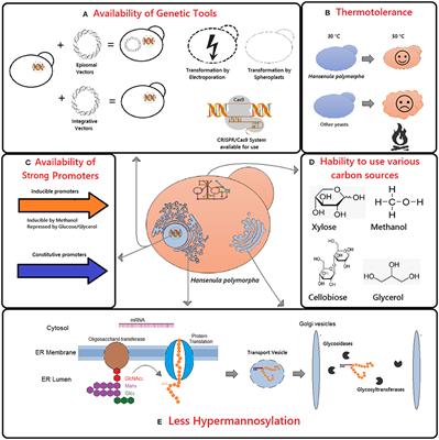Frontiers | Advances in Using Hansenula polymorpha as Chassis for ...
