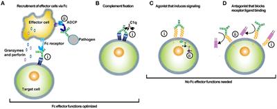 Frontiers | Conceptual Approaches to Modulating Antibody Effector ...